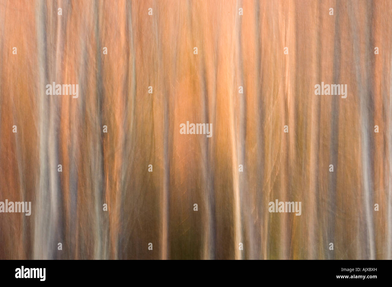 Dogwood tree in smoky mountains hi-res stock photography and images - Alamy