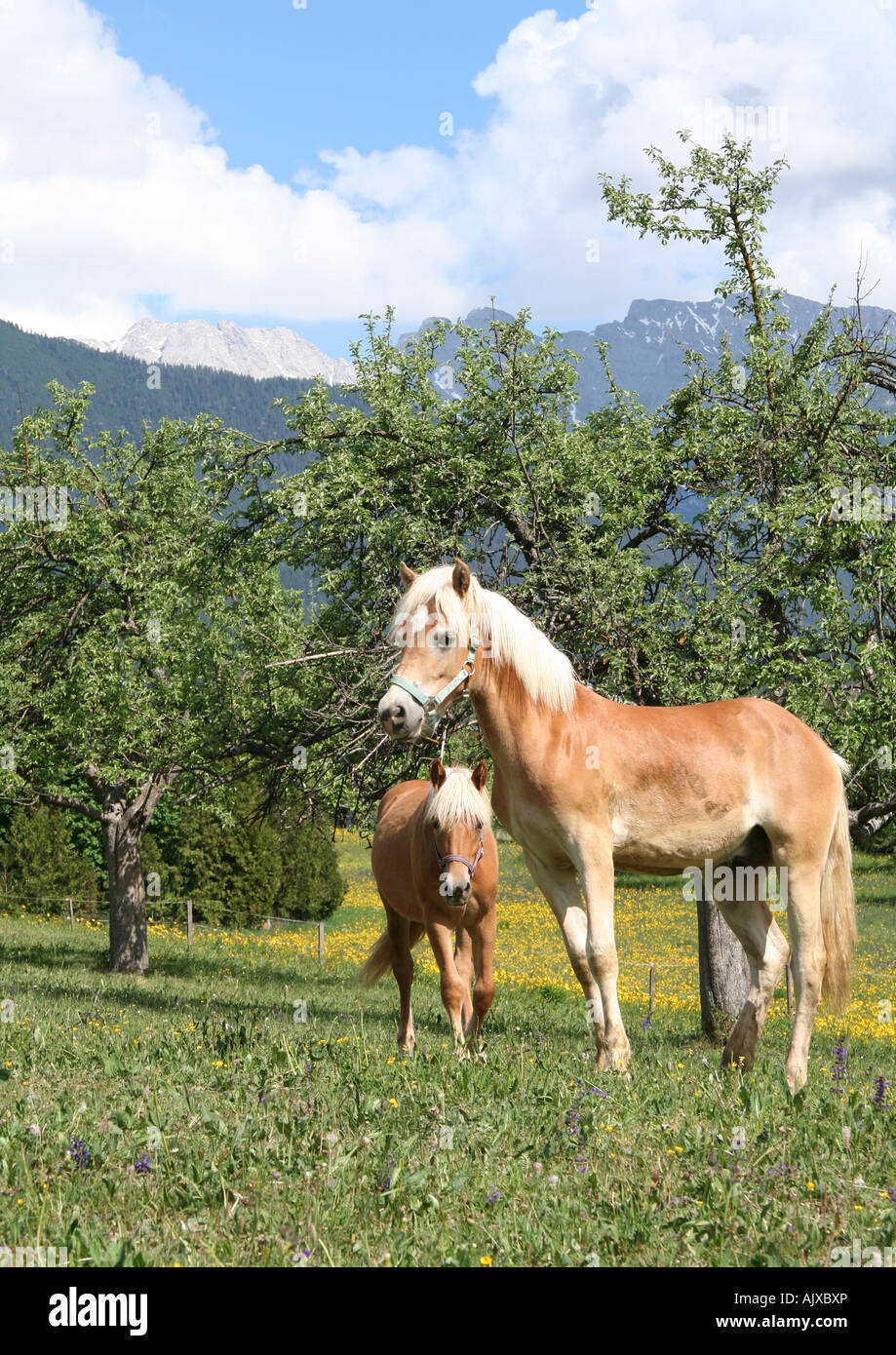 Pferde haflinger hi-res stock photography and images - Alamy