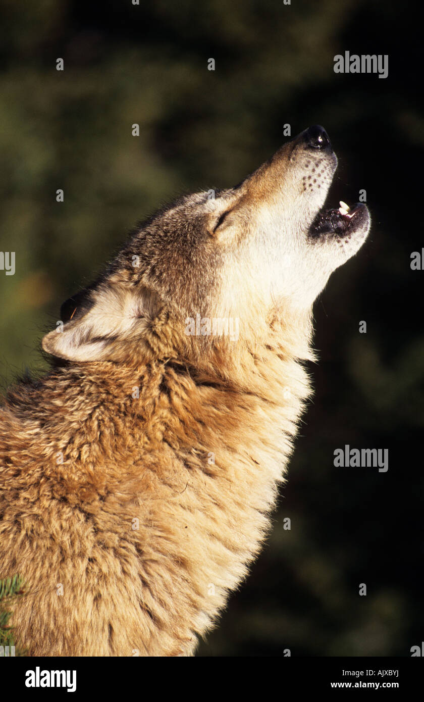 Wolf heulend, Canis lupus | wolf howling, Canis lupus Stock Photo - Alamy