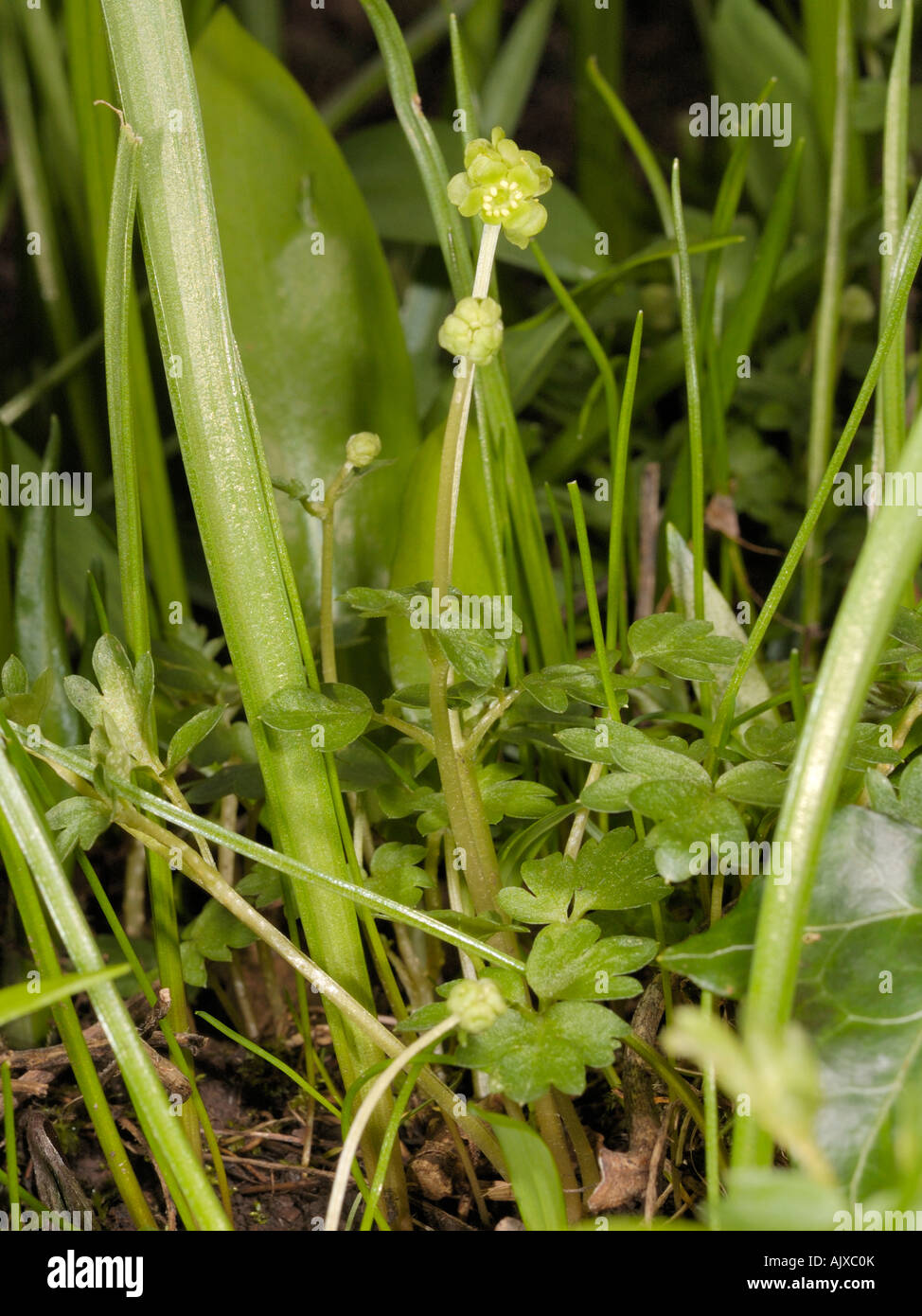 Moschatel or Townhall Clock, Adoxa moschatellina Stock Photo - Alamy