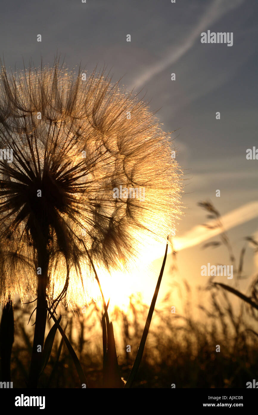 Sunlit Goatsbeard seed pod Stock Photo - Alamy