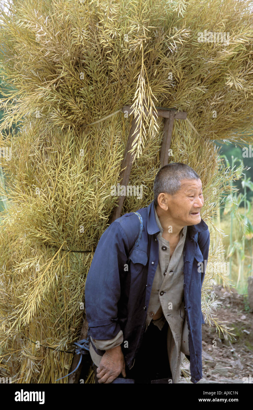 Asia, China, near Wuxi. Man carrying load of drying canola stalks ...
