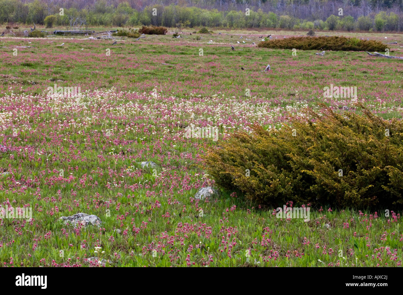 Prairie smoke native plant hi-res stock photography and images - Alamy