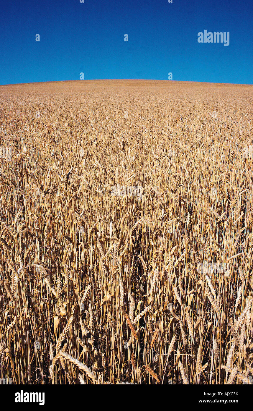 Australian crop hi-res stock photography and images - Alamy