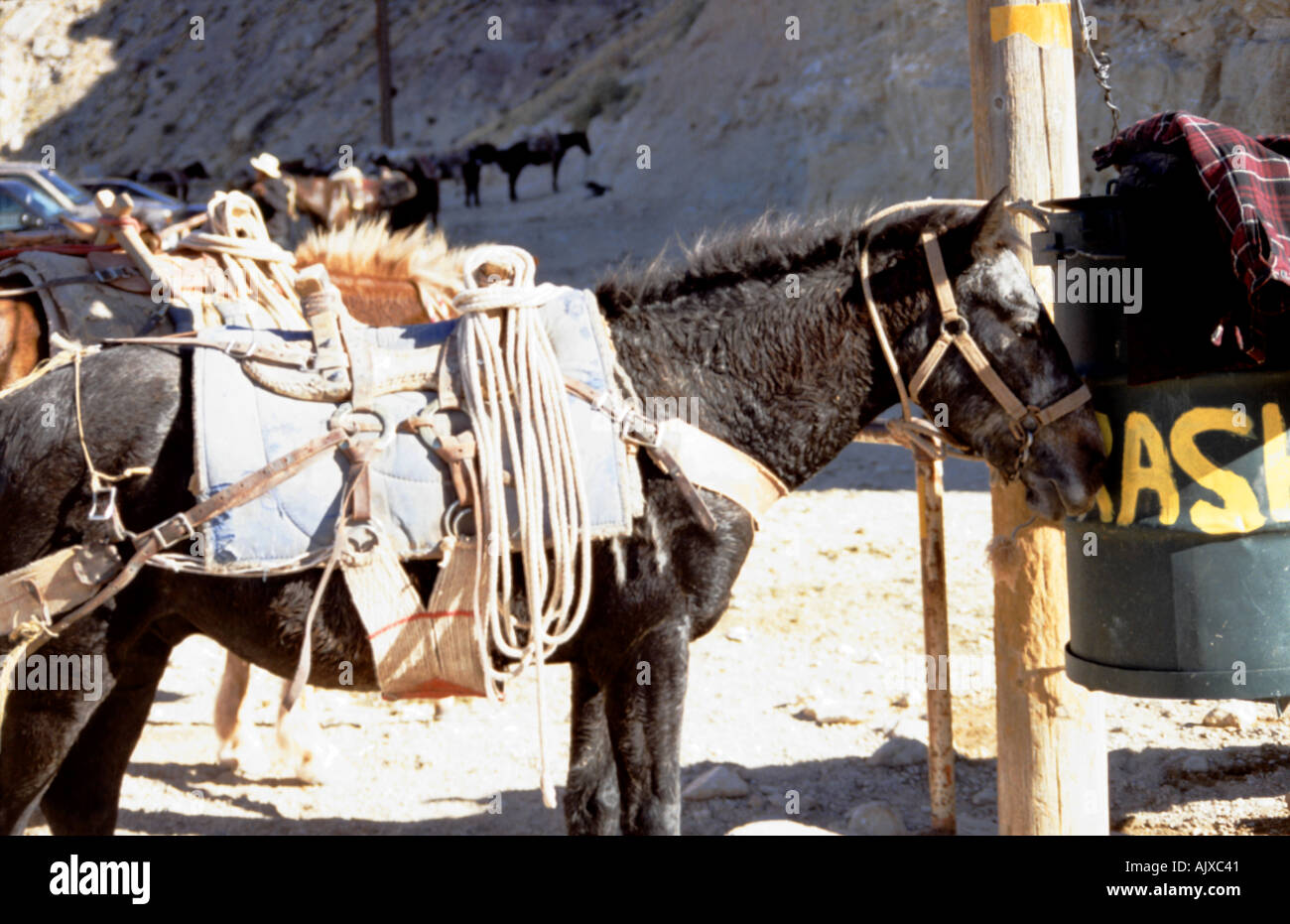 Waiting for the mule train down to Supai the village of the Havasupai ...