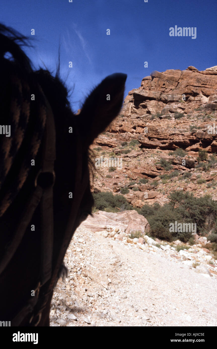 Havasupai walk hi-res stock photography and images - Alamy