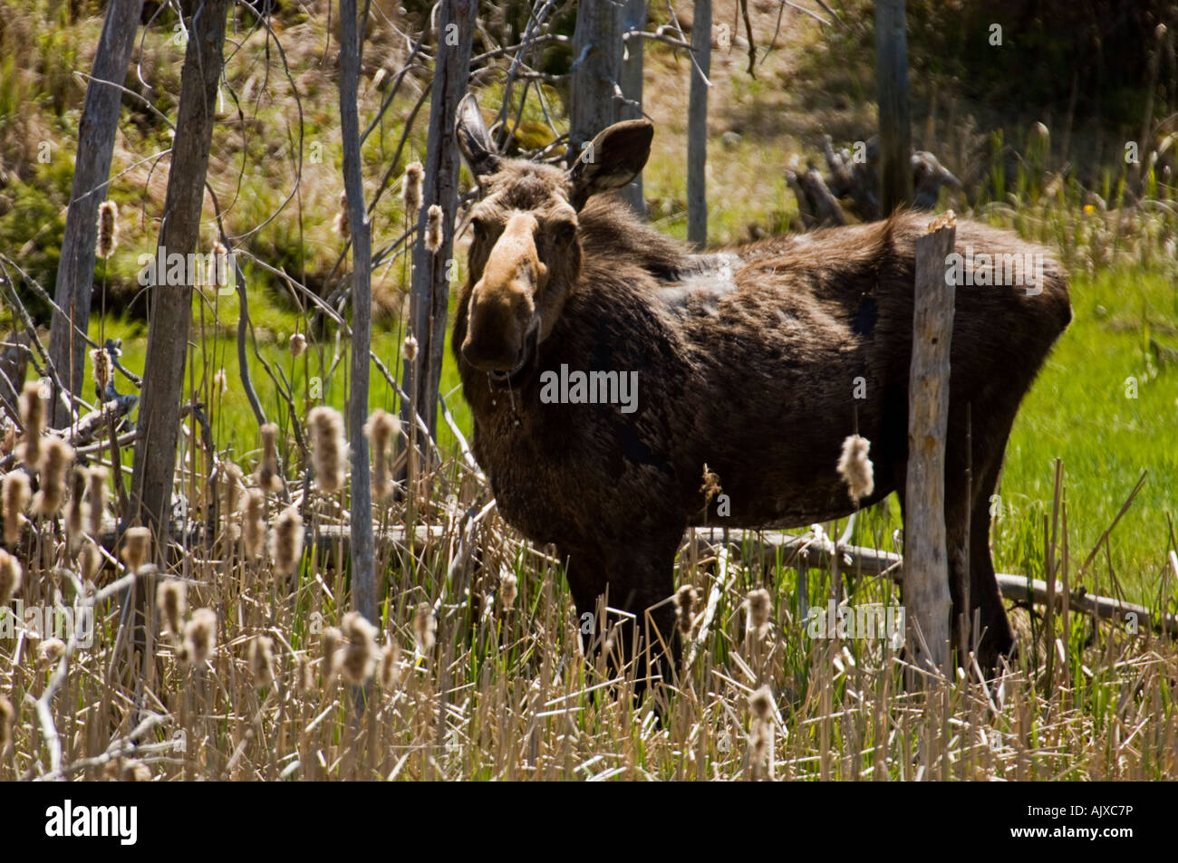Moose Alces alces Female foraging on new growth in beaver pond in ...