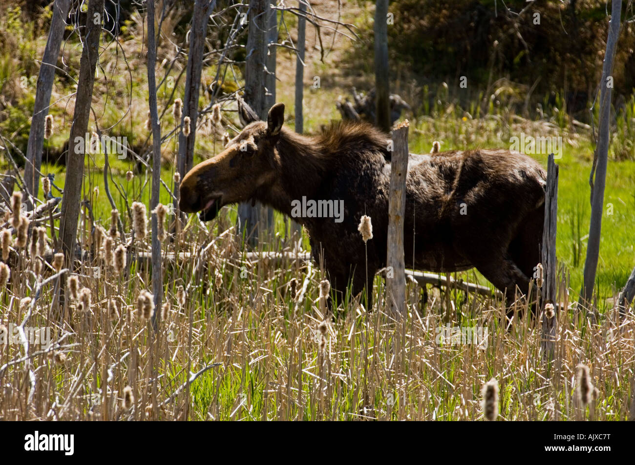 Female beaver hi-res stock photography and images - Alamy