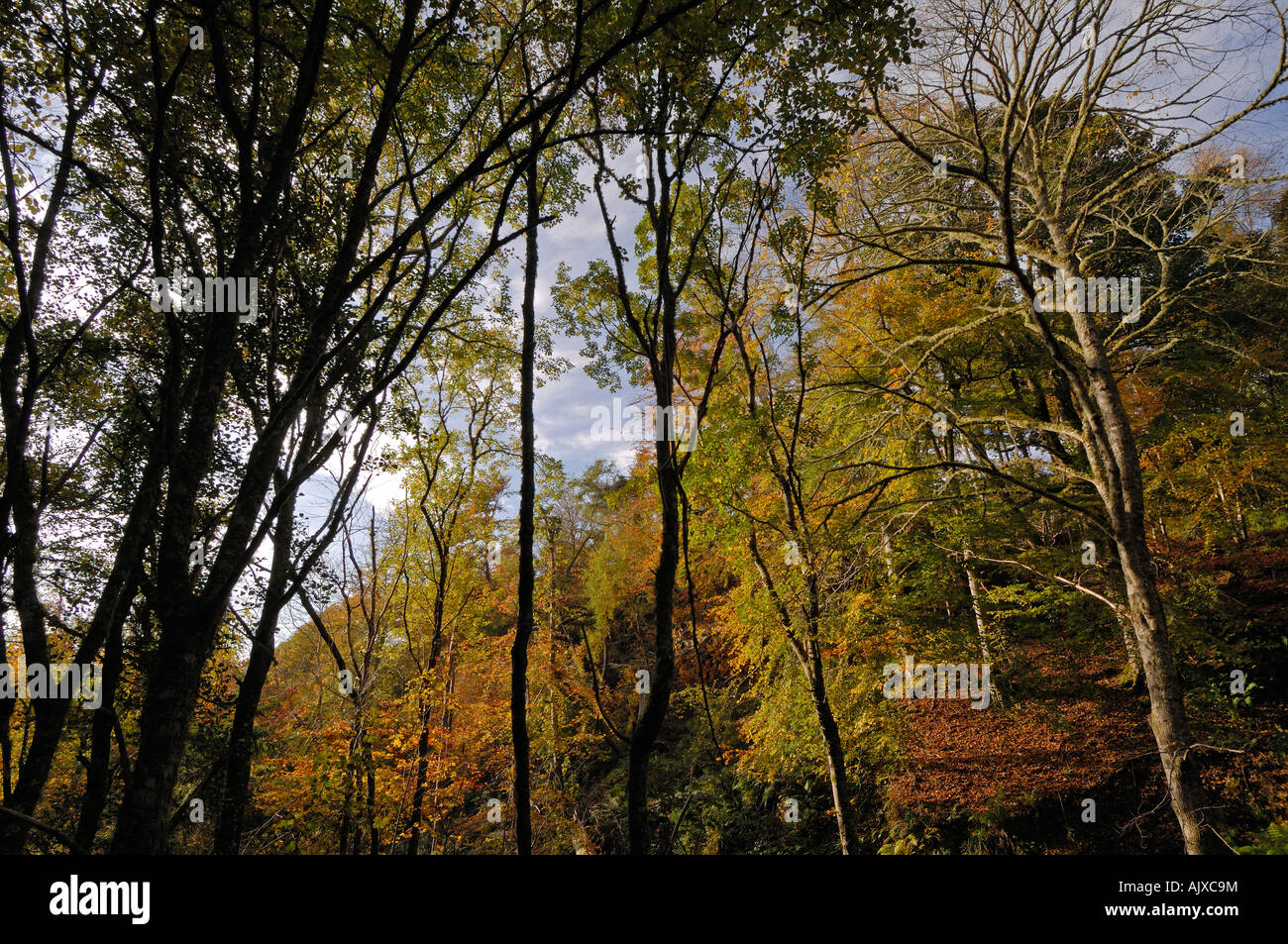 Looking up into the canopy of a variety of trees in fine autumn colours ...