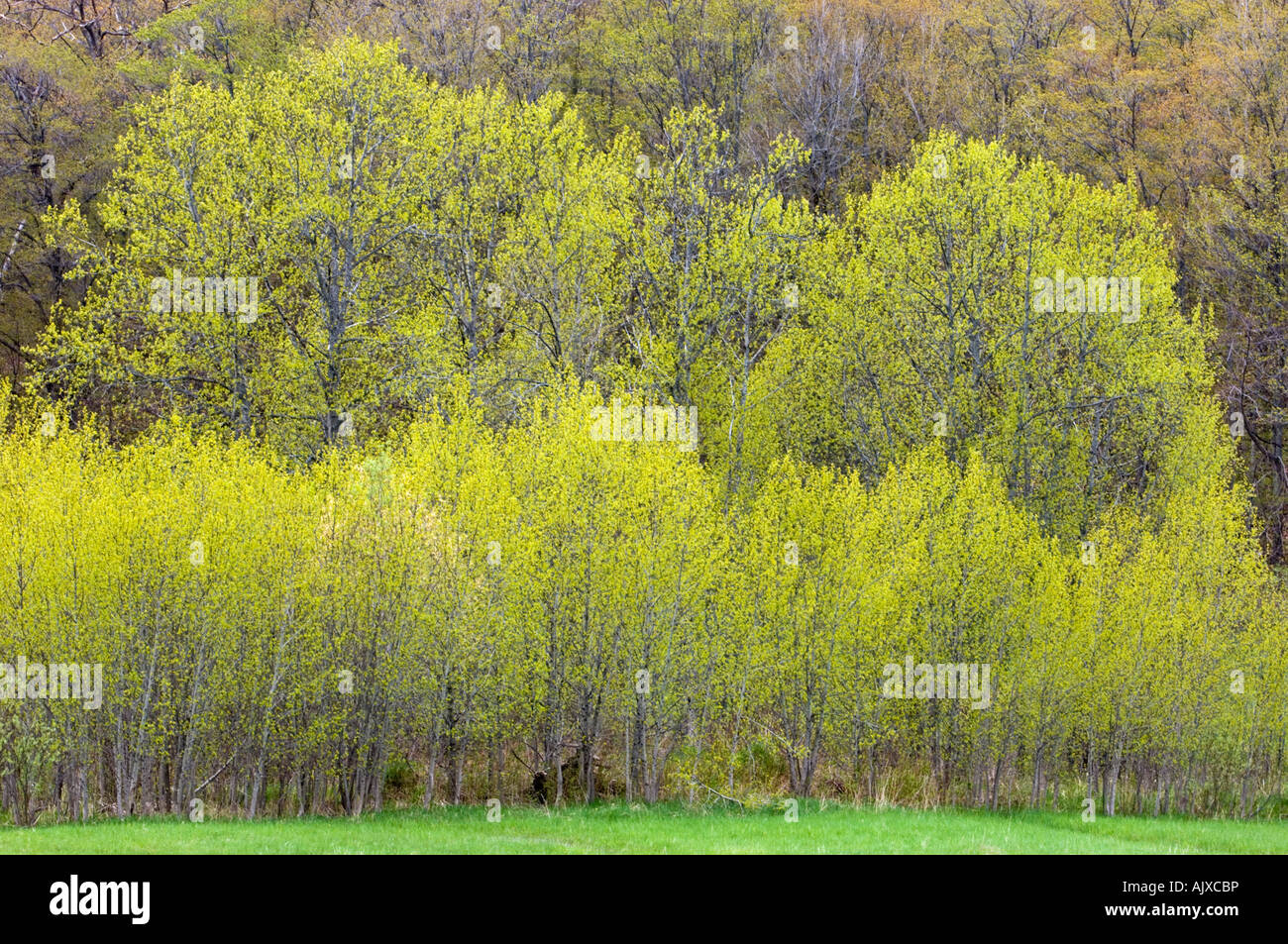 Emerging foliage in poplar trees at edge of woodland and pasture ...