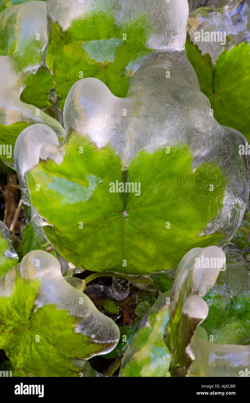 Ice-coated roadside vegetation 'dogwood winter', Great Smoky Mountains ...