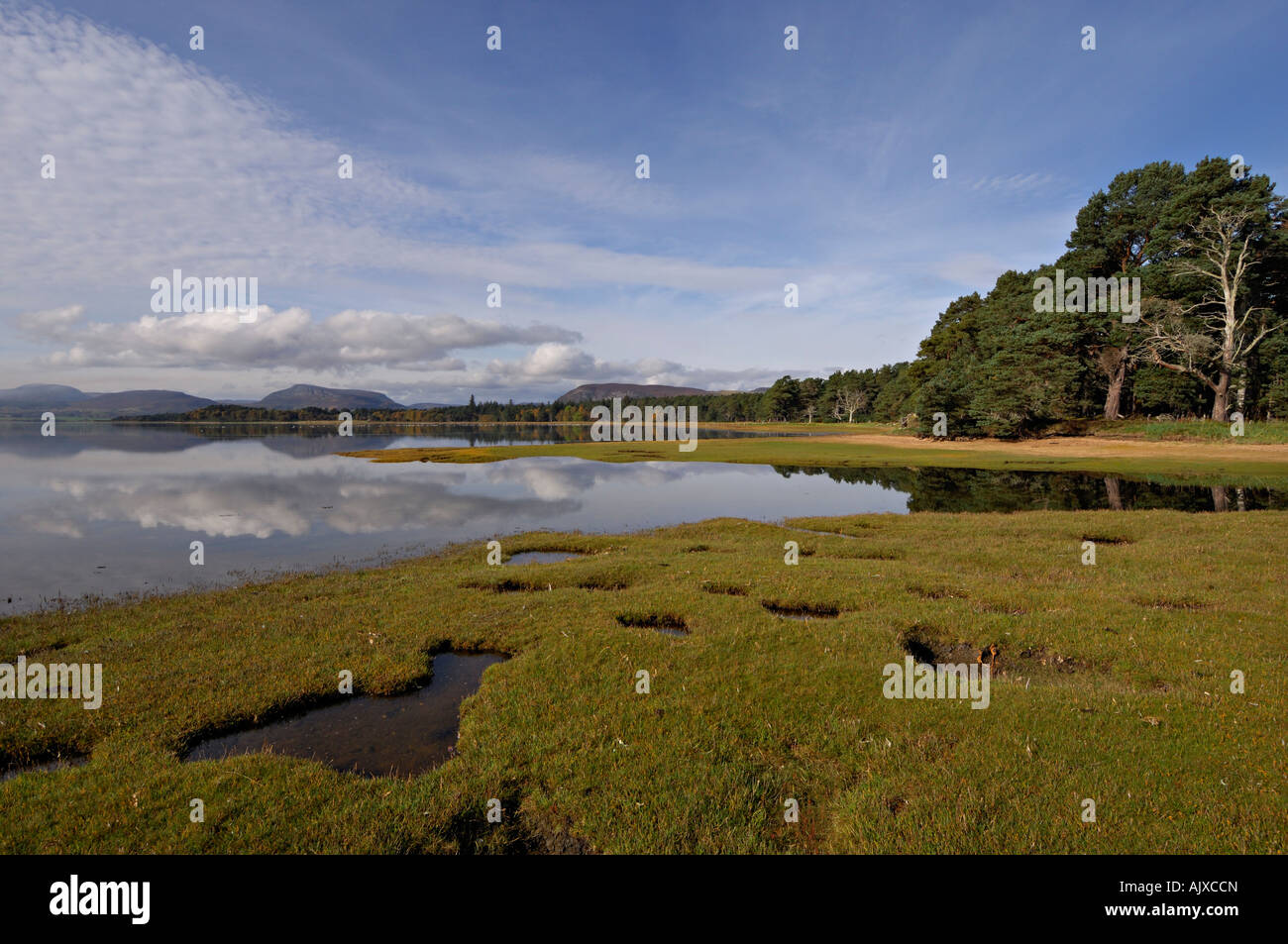 Tide pools in sea turf beside the calm shallow waters of Loch Fleet ...