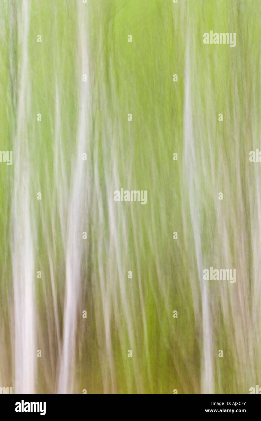 Spring foliage on birch trees- camera movement, Greater Sudbury ...