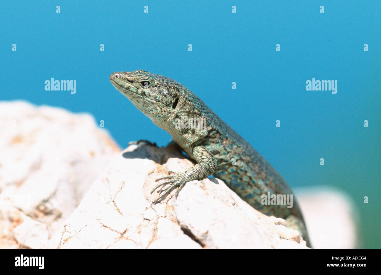 Lilford's Wall Lizard Stock Photo - Alamy