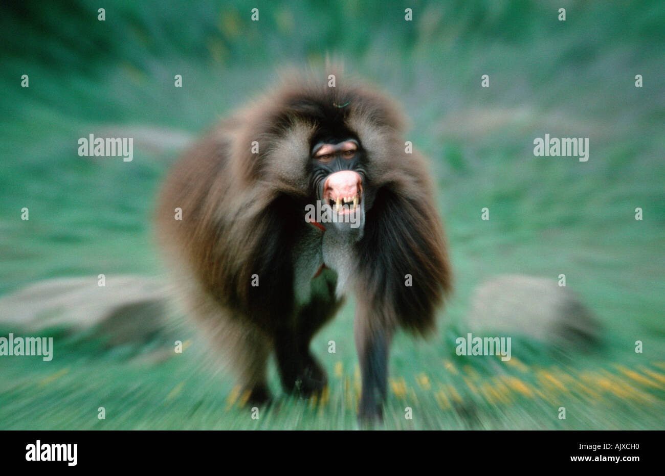 Aggressive baboon hi-res stock photography and images - Alamy