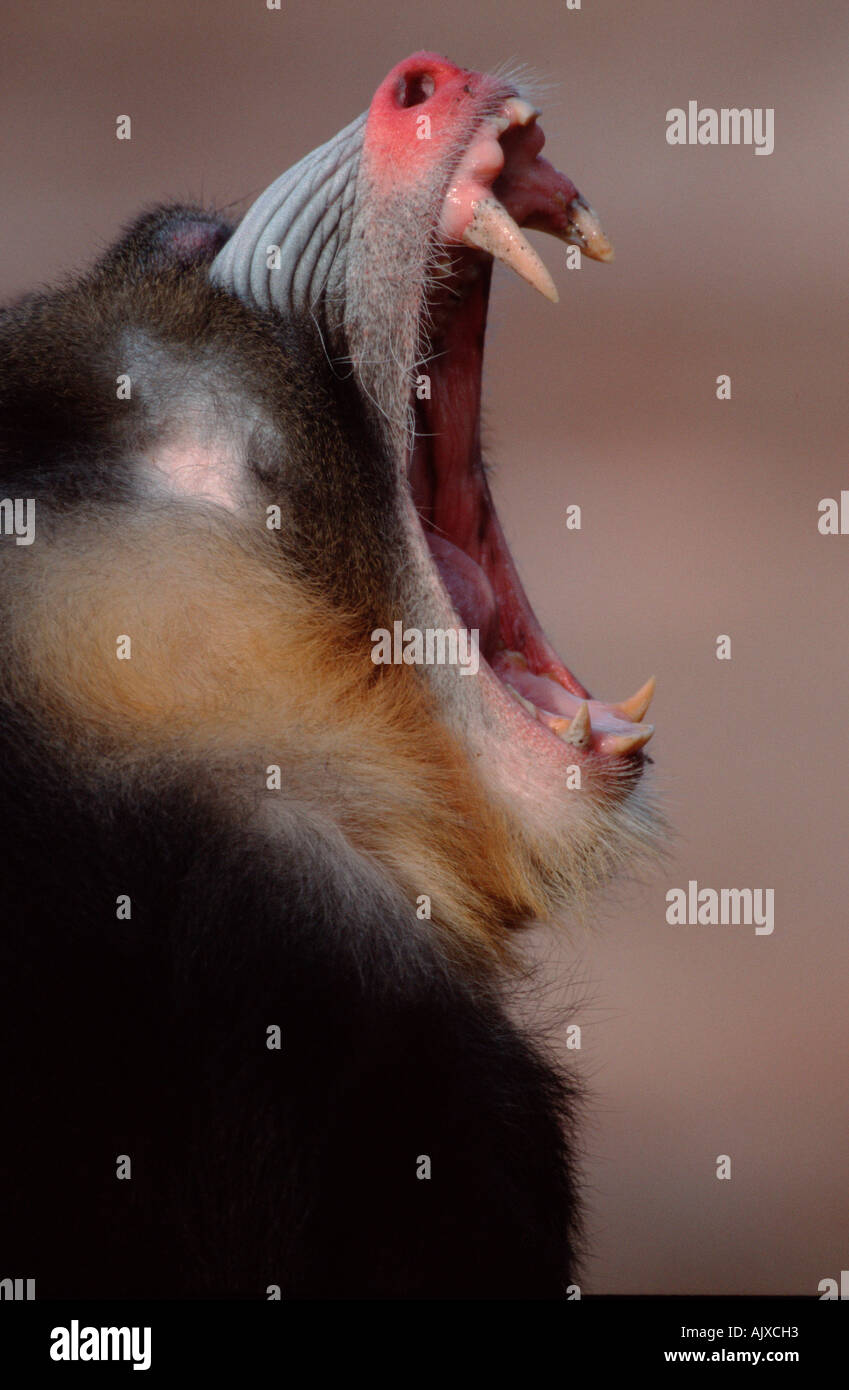 Mandrill communication hi-res stock photography and images - Alamy