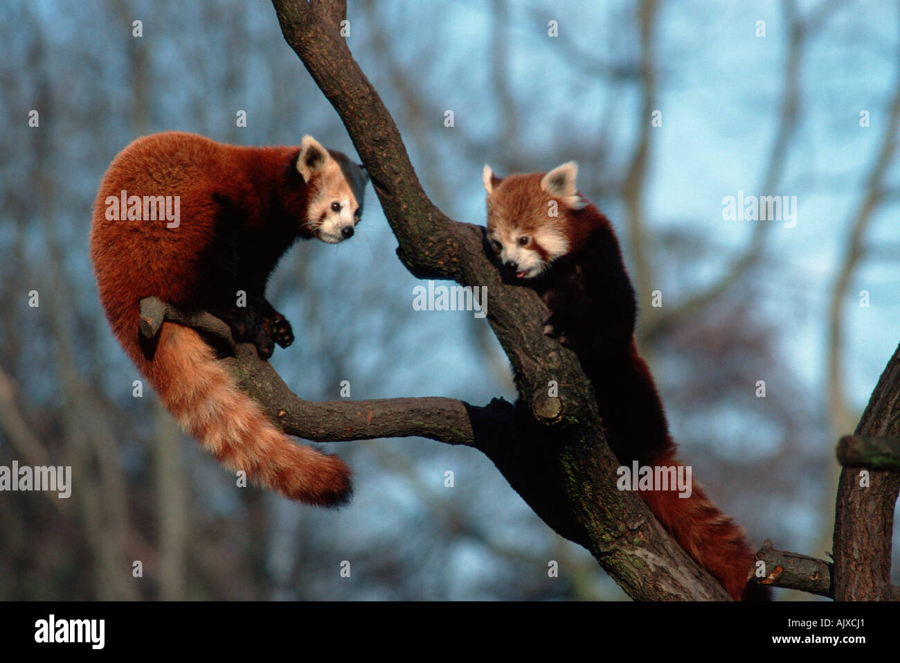 Two red pandas hi-res stock photography and images - Alamy