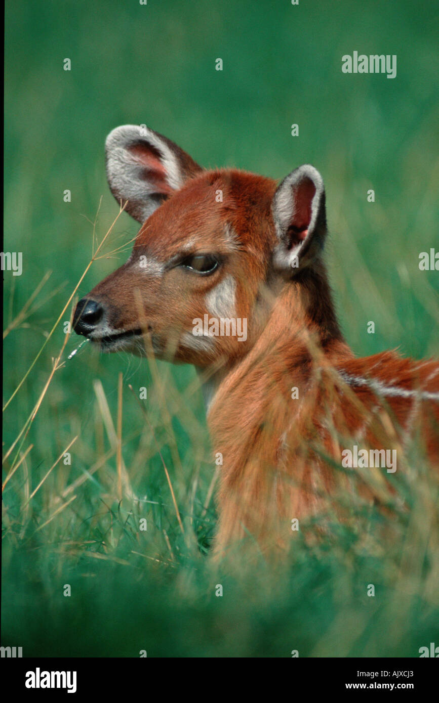 Sitatunga lying hi-res stock photography and images - Alamy