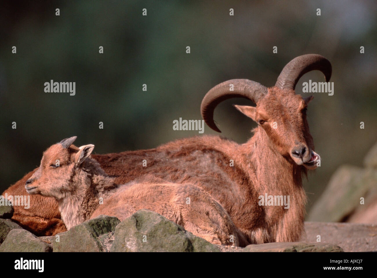 Female barbary sheep hi-res stock photography and images - Alamy