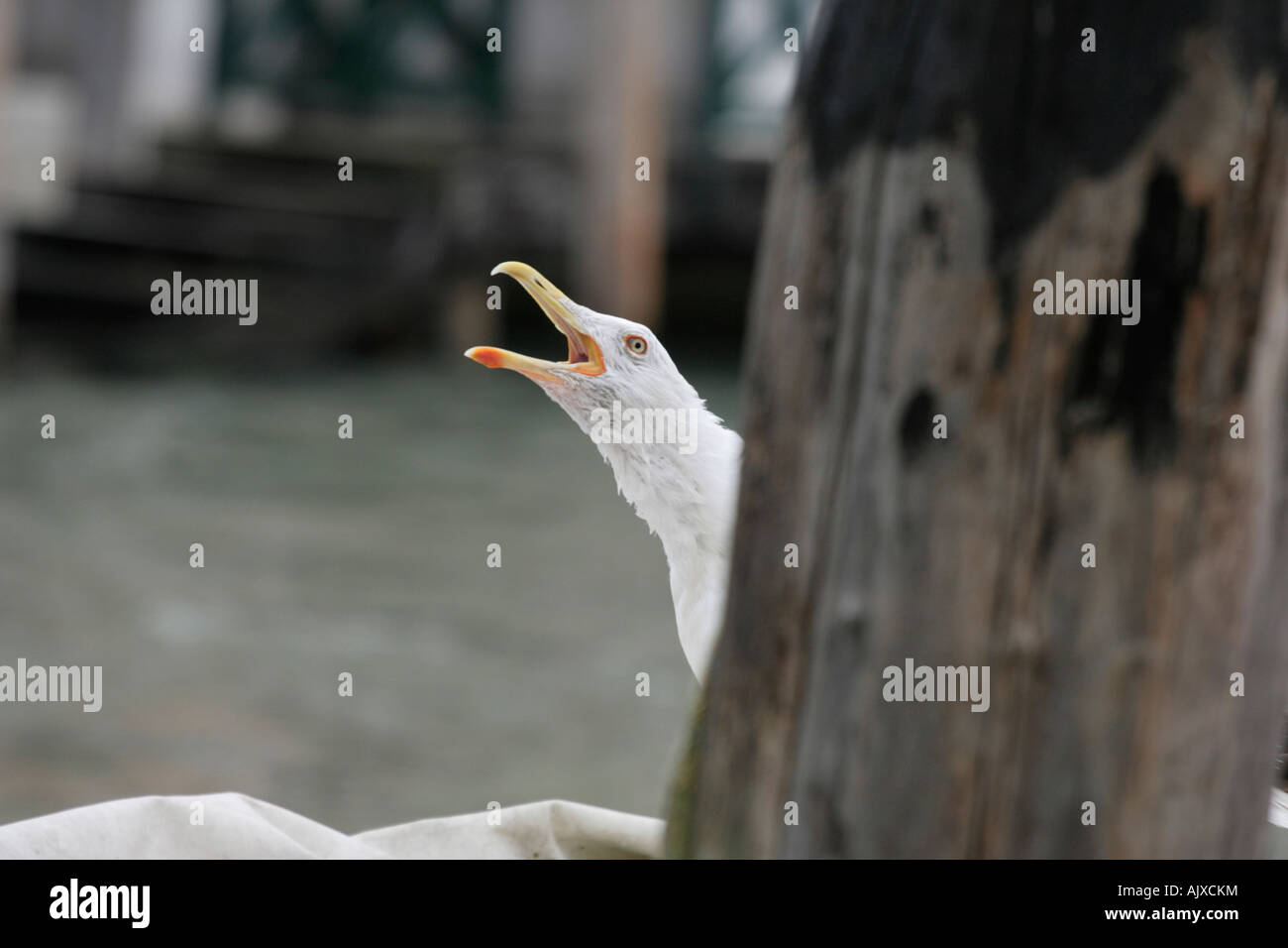 Anger bird hi-res stock photography and images - Alamy