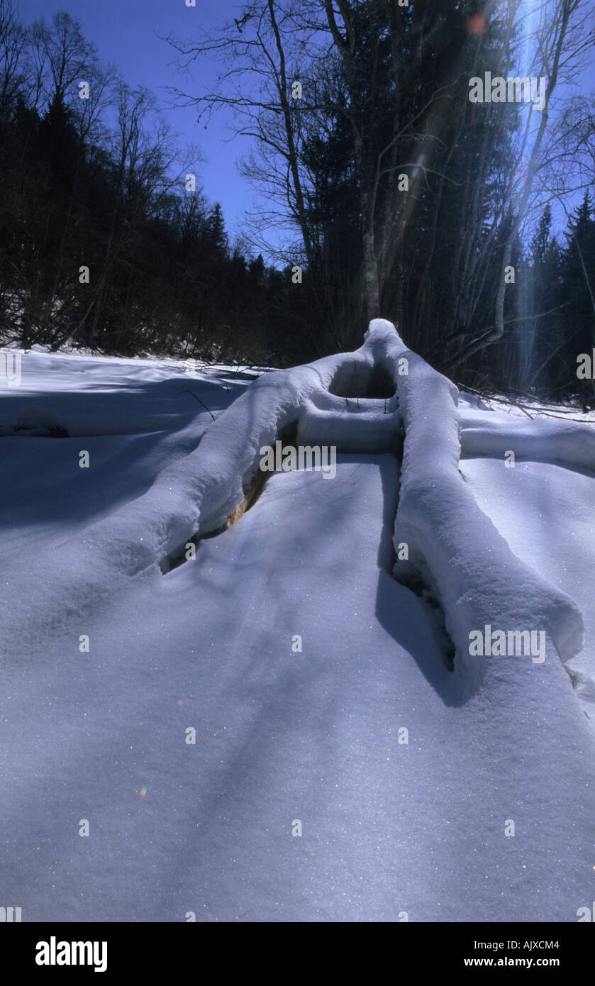 Snow covered fallen trees in Latvian countryside Stock Photo - Alamy