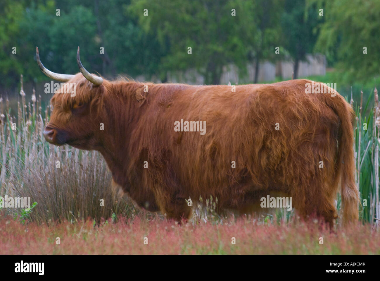 Highland cattle hi-res stock photography and images - Alamy