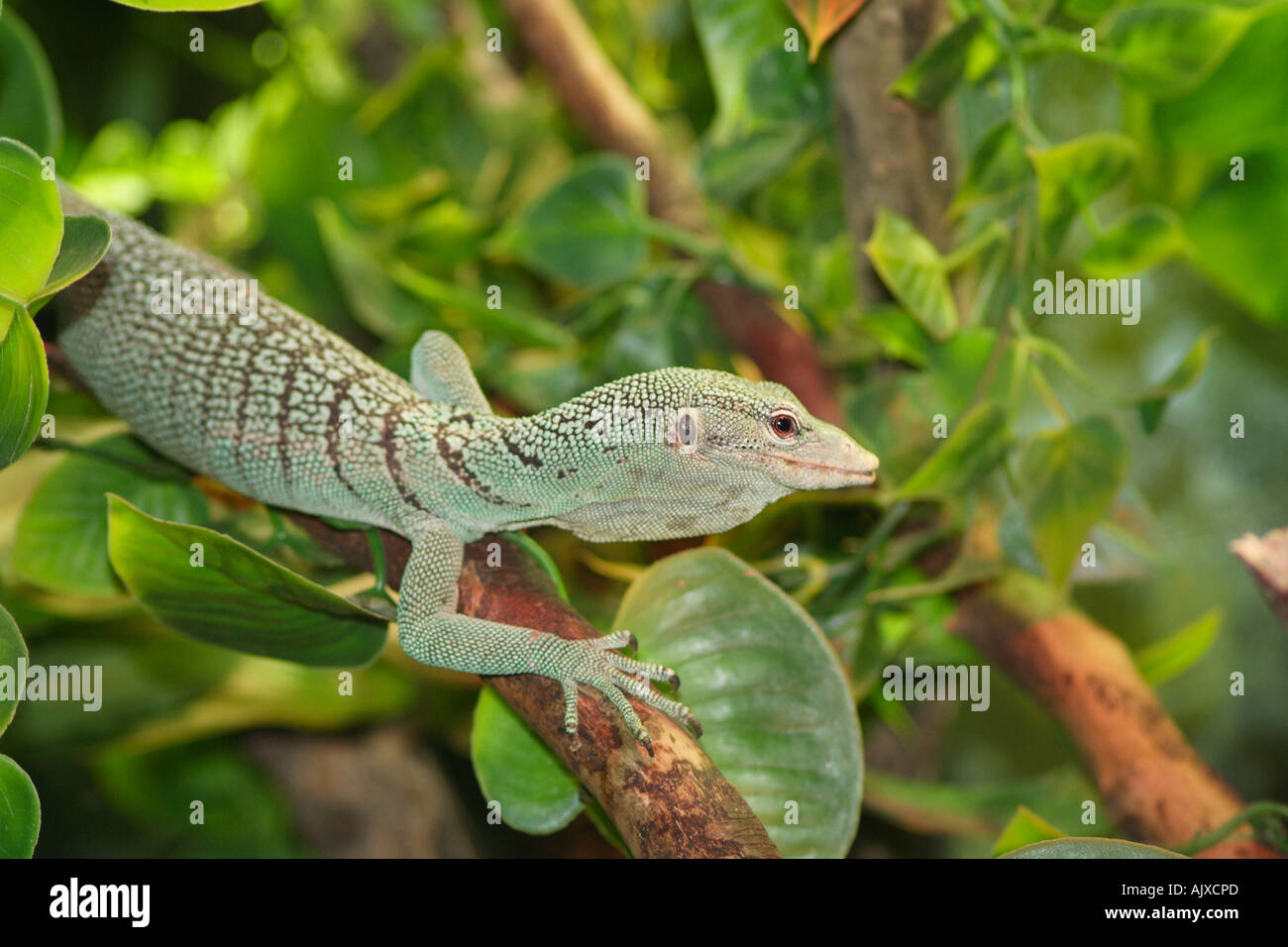 Emerald (Green) Tree Monitor (varanus prasinus) Forests of New Guinea ...