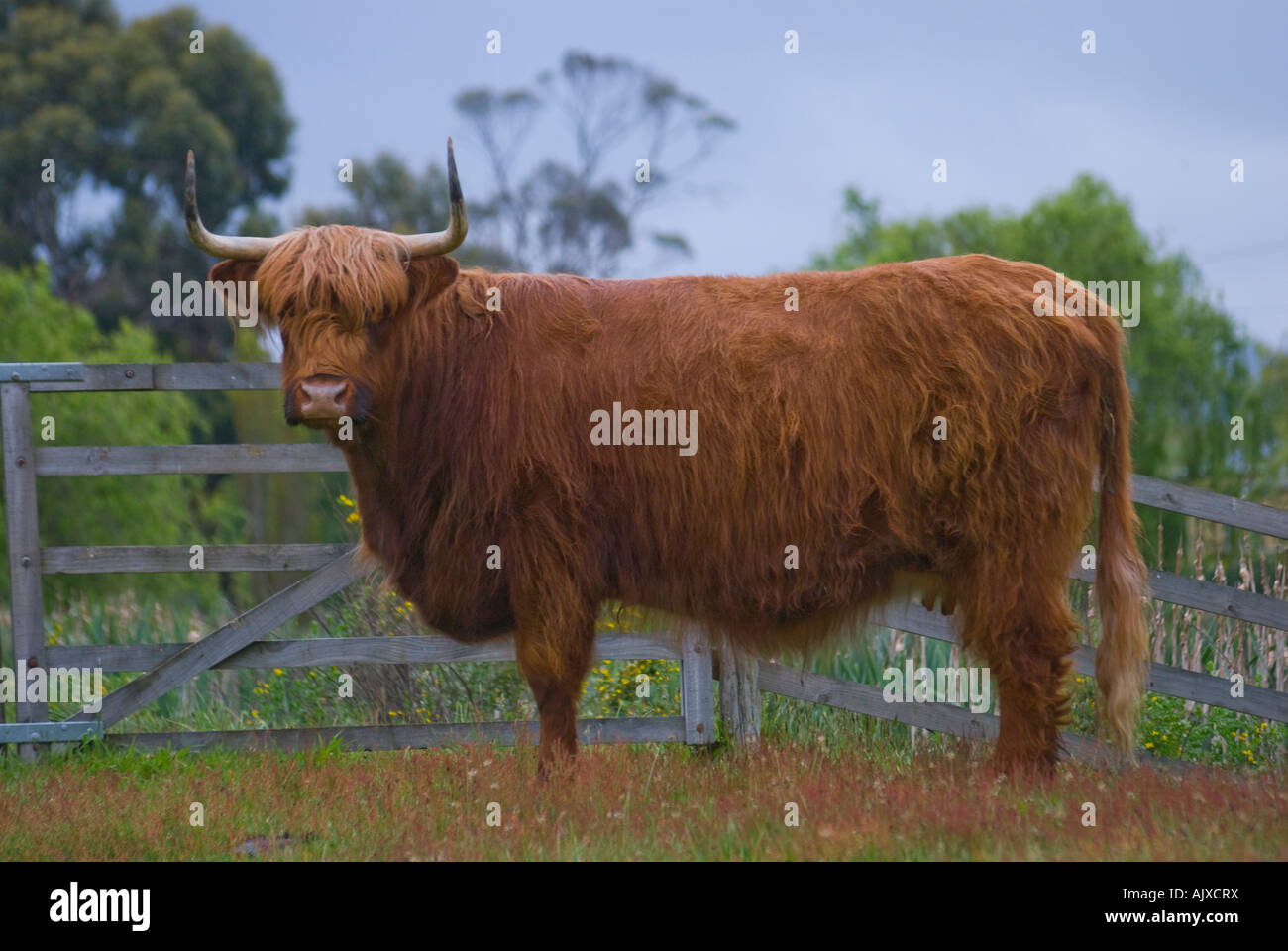 Highland cattle cow Stock Photo - Alamy