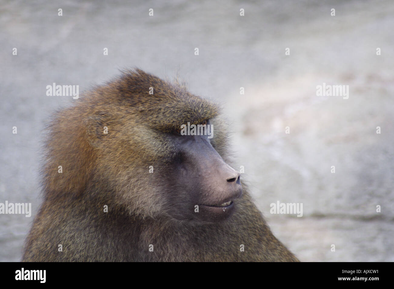 Guinea monkey hi-res stock photography and images - Alamy