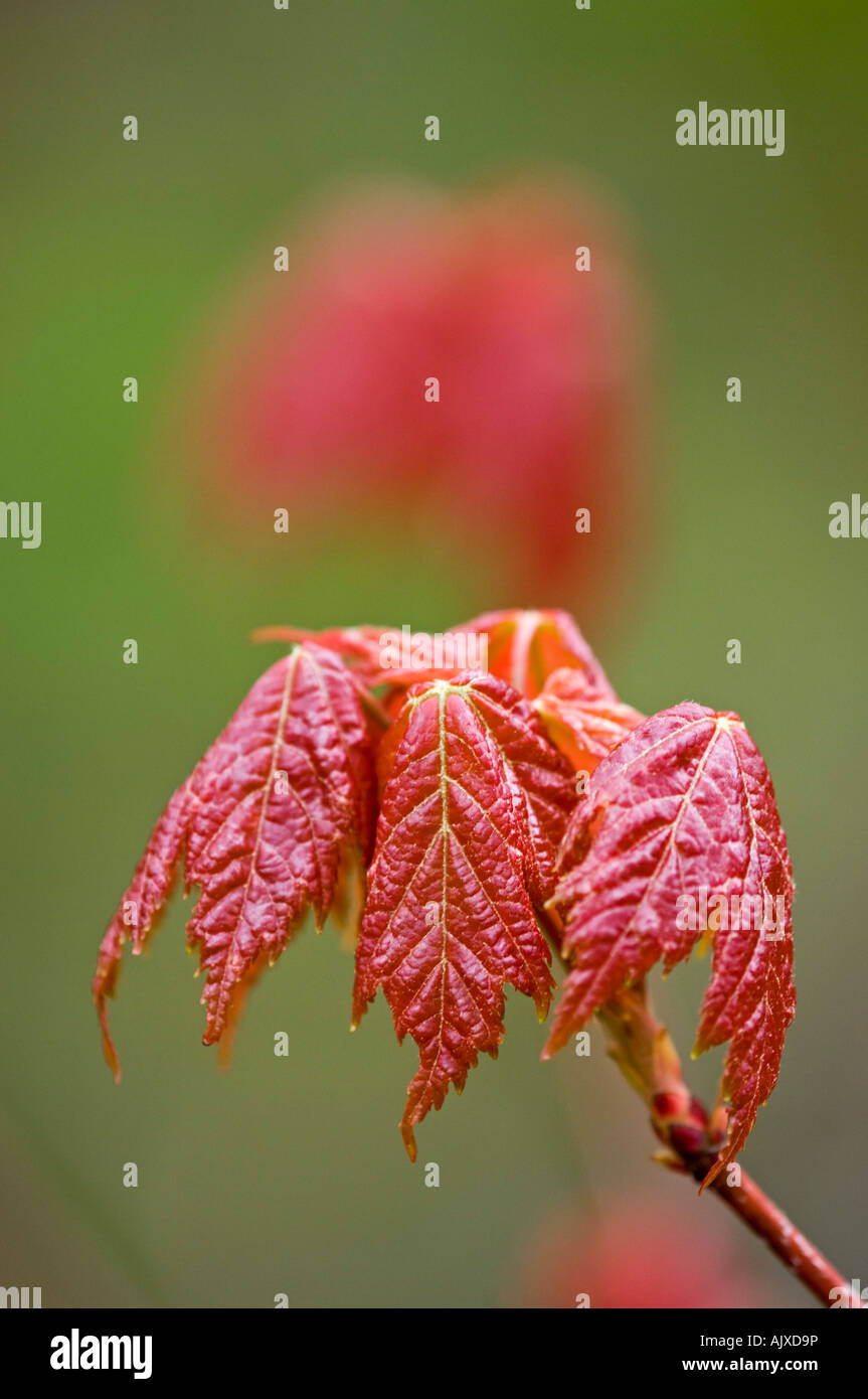 Red maple (Acer rubrum), Acer rubra Emerging spring leaves Manitoulin ...