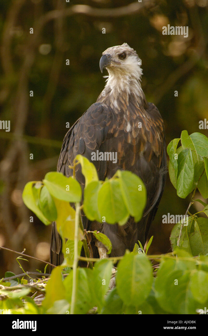 Madagascar fish eagle. Lake Ravelobe across from the Ampijeroa Forest ...