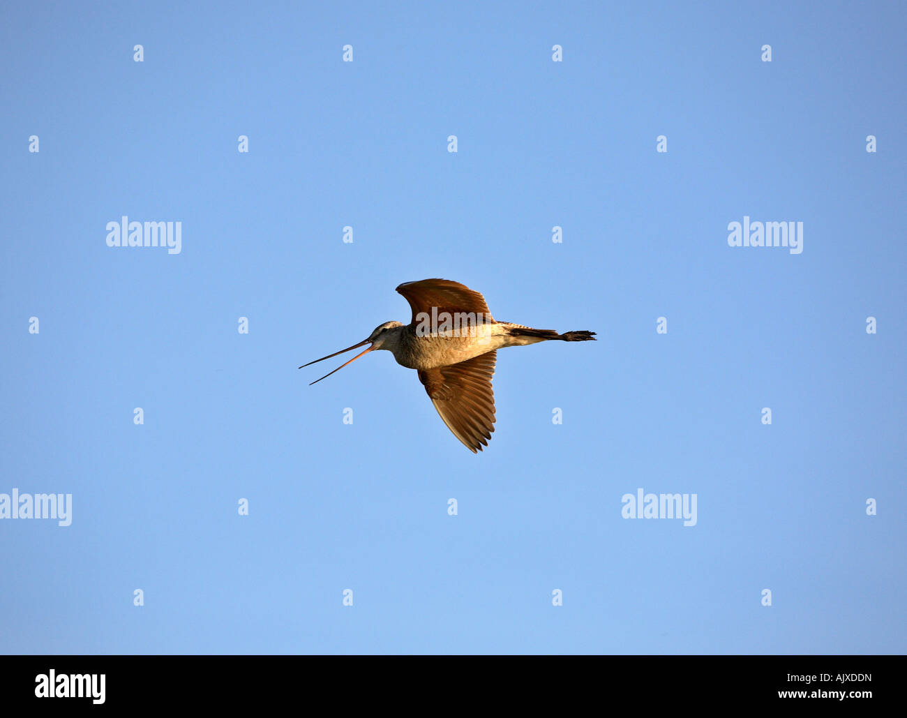 Marbled Godwit in flight Stock Photo - Alamy
