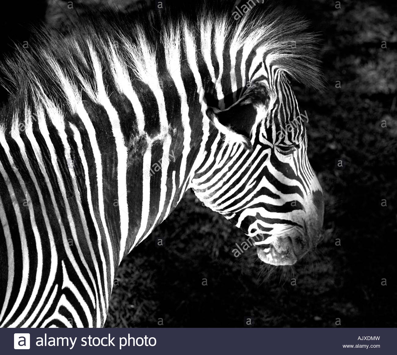 Grevy's zebra stripes Black and White Stock Photos & Images - Alamy