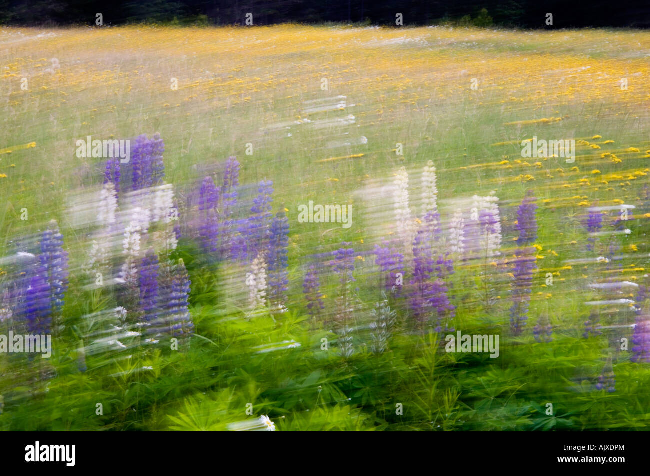 Digital fantasy landscapes hi-res stock photography and images - Alamy