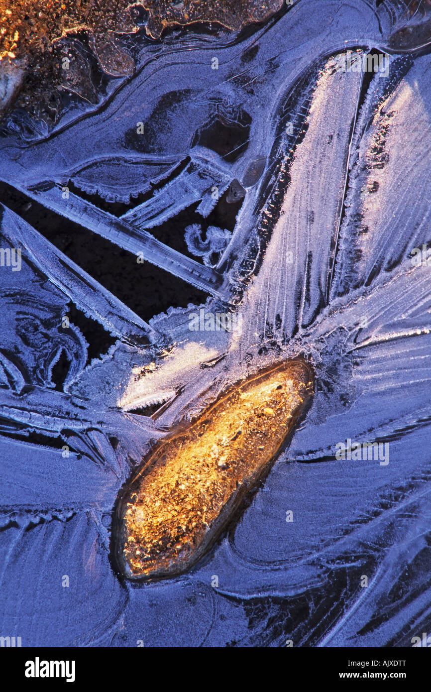 ice covered pebble in frozen puddle at sunrise Coquitlam British ...