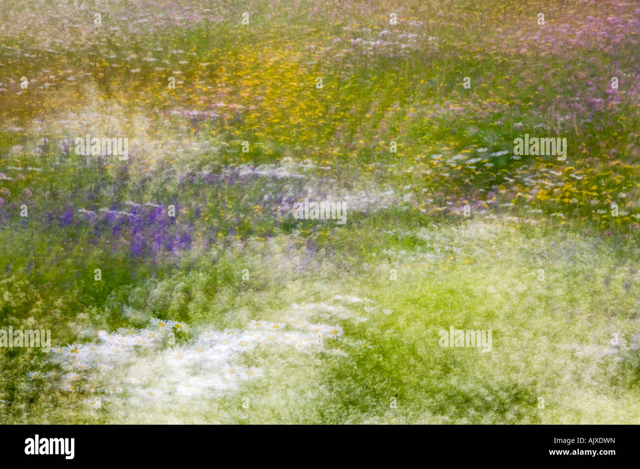 Wildflowers (multiple exposure), Park Corner, PE/PEI, Canada Stock ...