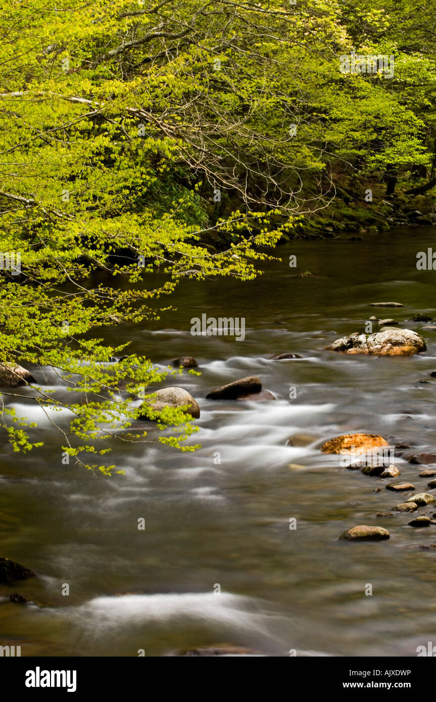 Emerging spring foliage overhanging Middle Prong of Little River, Great ...