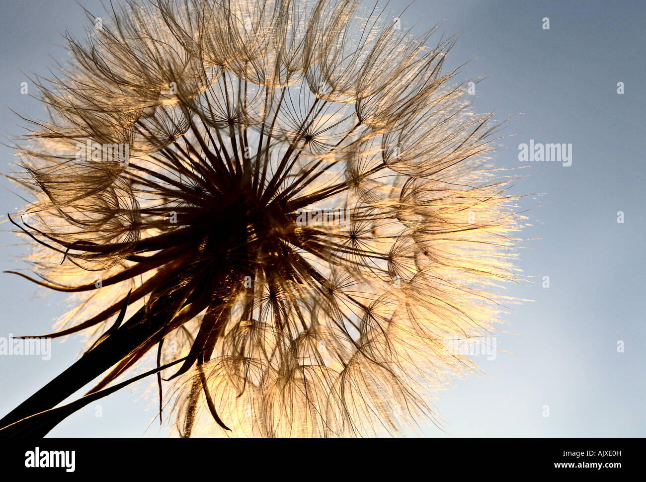 Goatsbeard seed pod hi-res stock photography and images - Alamy
