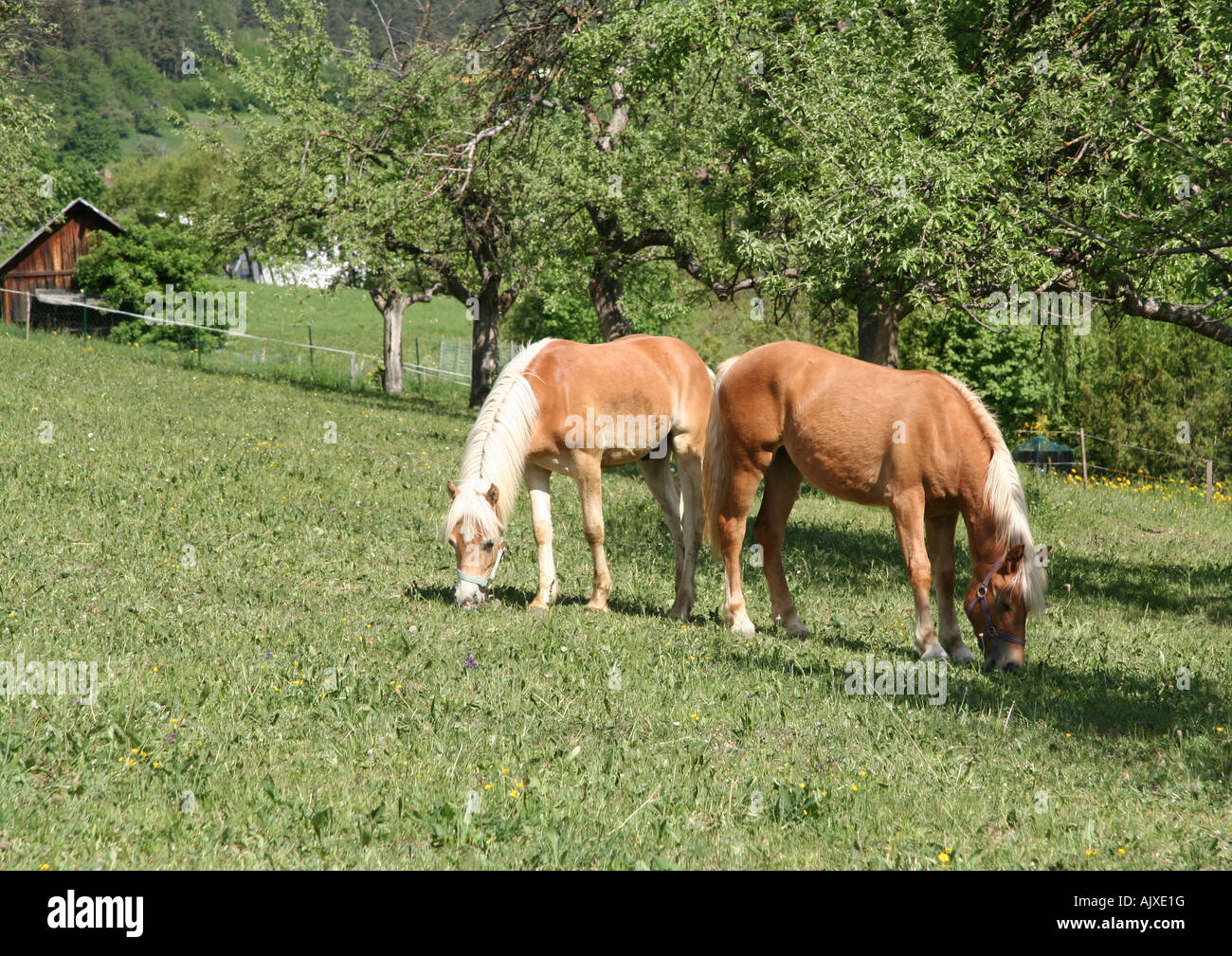Haflinger pferde hi-res stock photography and images - Alamy