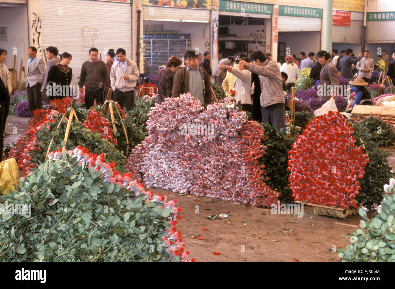 Asia, China, Yunnan Province, Chenggong. Dounan flower market, roses ...