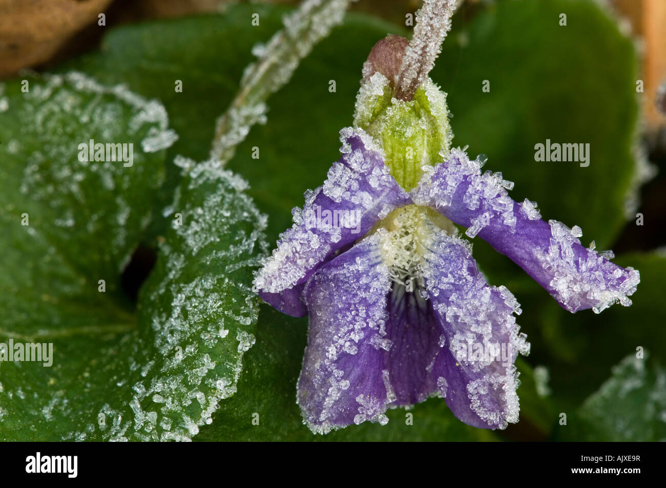 Frosted violet flower and leaves, Great Smoky Mountains National Park ...