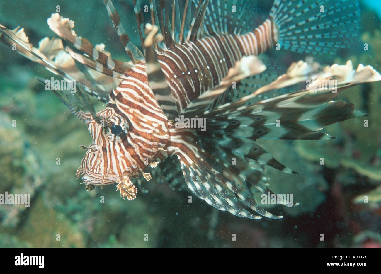 Indian turkeyfish hi-res stock photography and images - Alamy