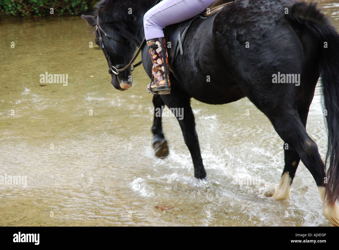 horse being ridden through water Stock Photo - Alamy