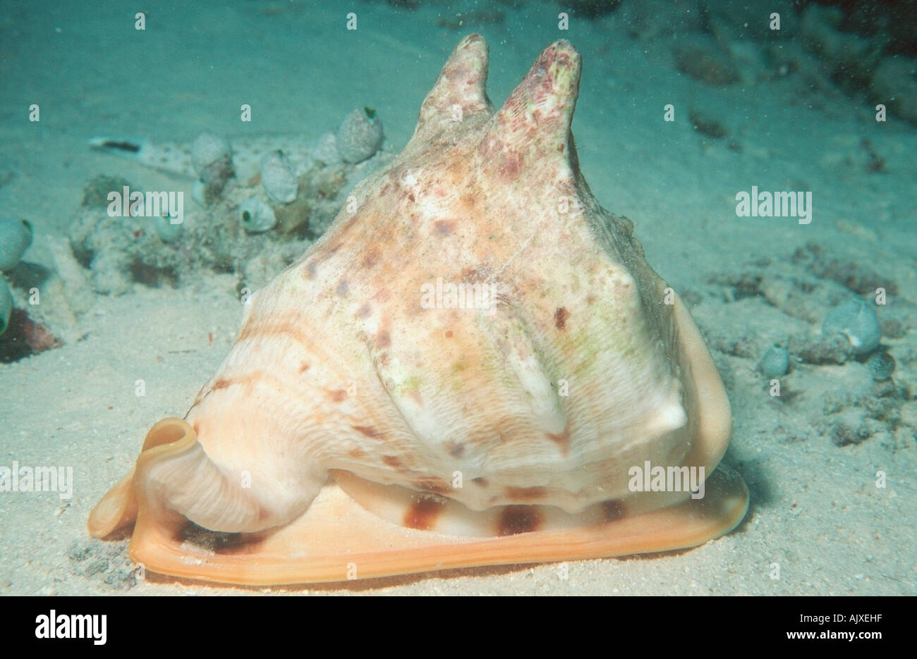 Queen conch underwater hi-res stock photography and images - Alamy