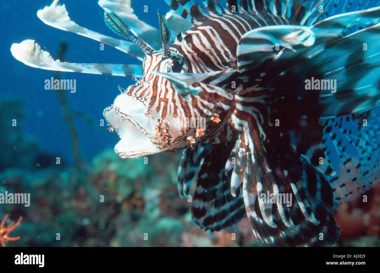 Indian turkeyfish hi-res stock photography and images - Alamy