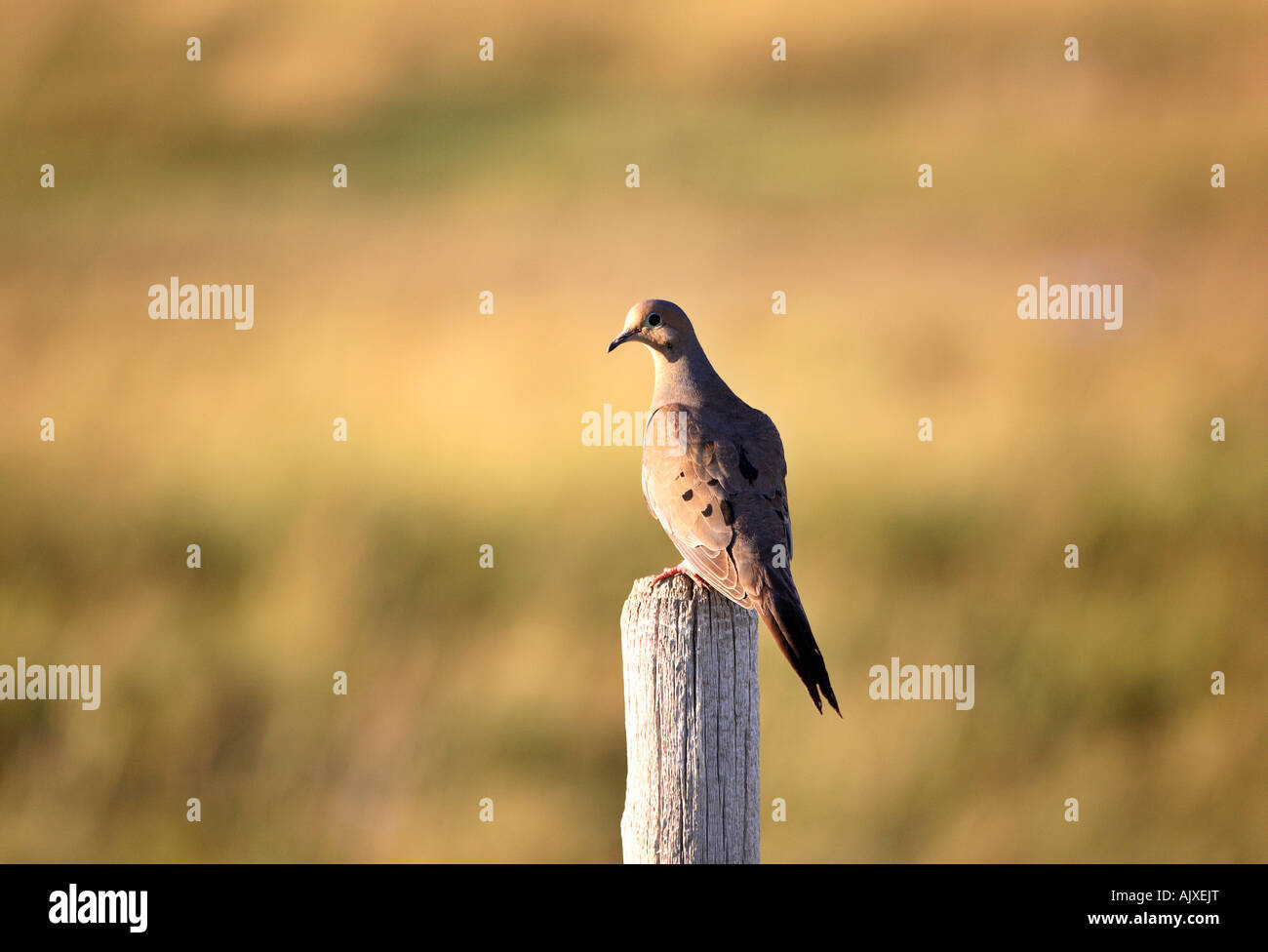 Mourning Dove perched on fence post Stock Photo - Alamy