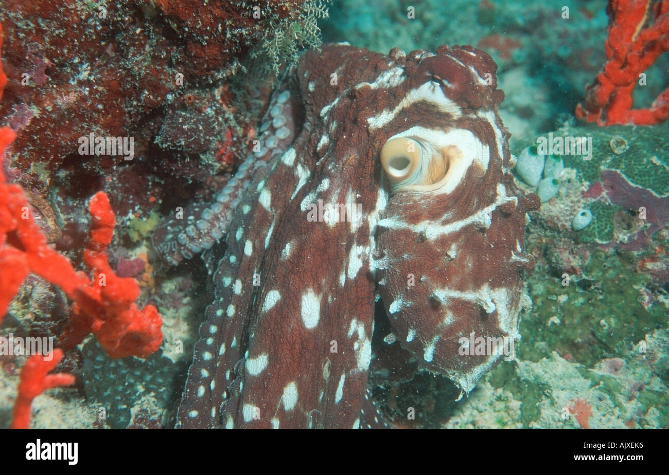 Long-armed Octopus / White-spotted Octopus Stock Photo - Alamy