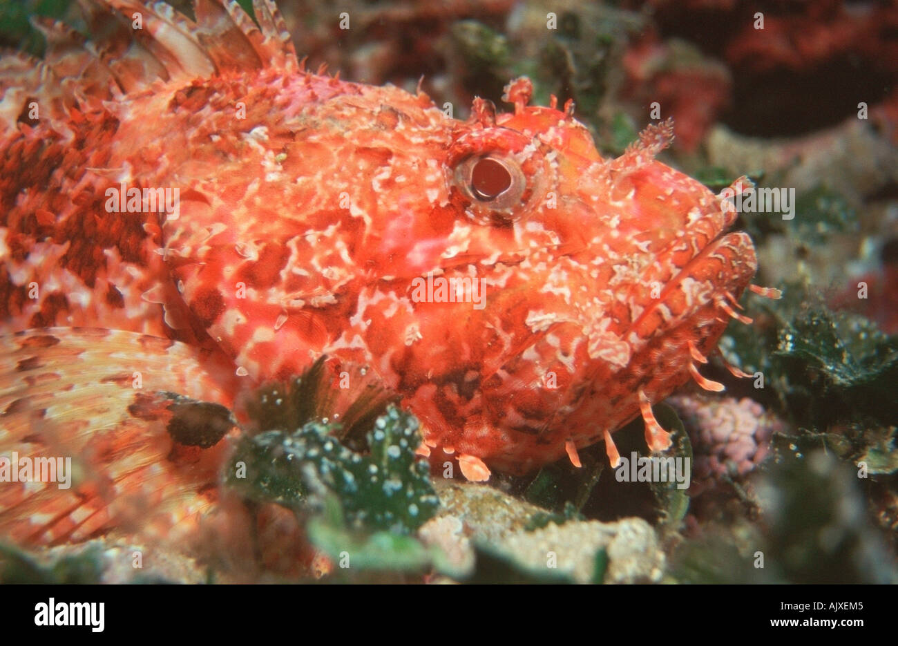 Large Scaled Scorpionfish Stock Photo - Alamy