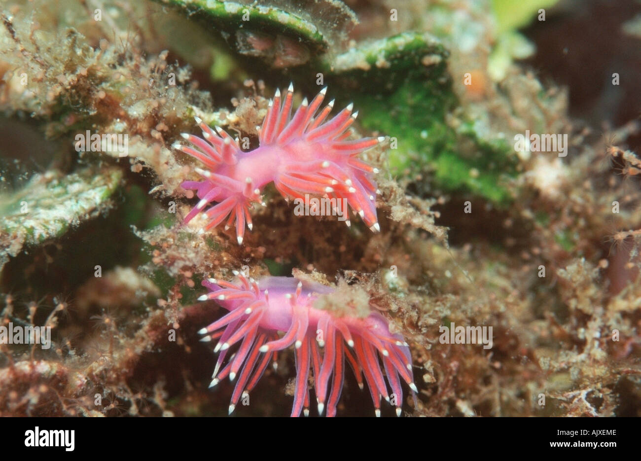 Coryphella hi-res stock photography and images - Alamy