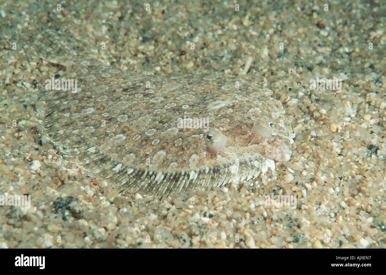 Wide eyed flounder fish hi-res stock photography and images - Alamy